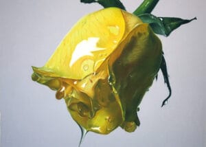 Brian Owens hyper realistic flower art in pastel | mind-blowing drawings