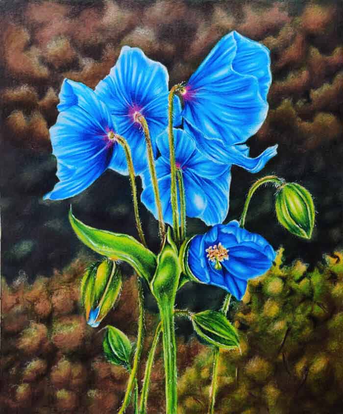 Drawing Flowers With Coloured Pencils Home Alqu Drawing Flowers With Coloured Pencils Home Alqu