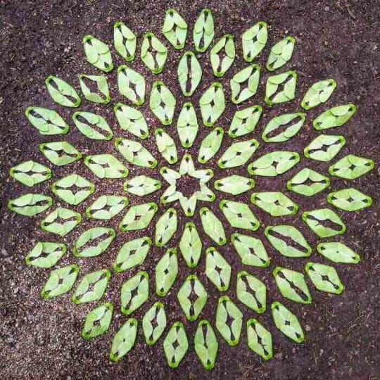 Creates beautiful nature art with leaves, stones and shells ...