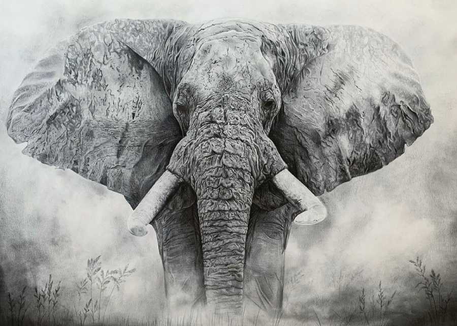 Stunning Realistic Pet Portraits & Wildlife Art by Nikki Zeebroek ...