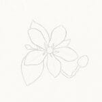 Realistic Jasmine Flower Drawing Made Easy Step by Step - Trendy Art Ideas