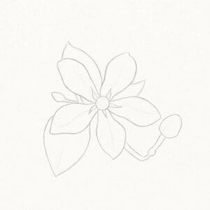 Realistic Jasmine Flower Drawing Made Easy Step by Step - Trendy Art Ideas