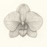 Simple Orchid Flower Drawing Techniques for Stunning Artwork - Trendy ...